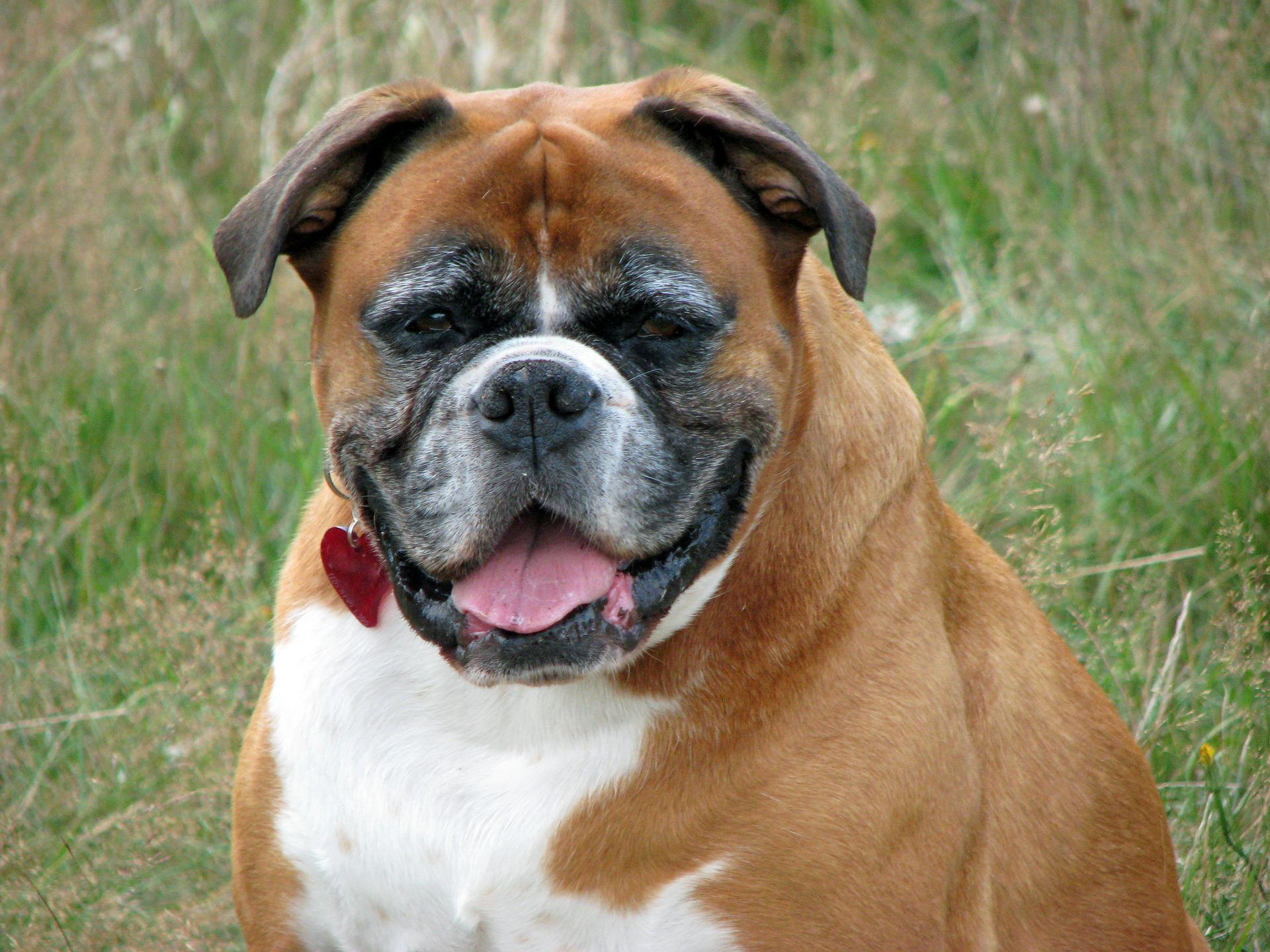 The World’s Oldest Living Dogs From Around The World – BarkNut